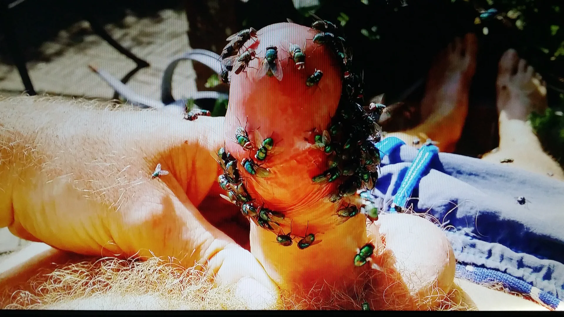 Green Flies On Dick Cock 6