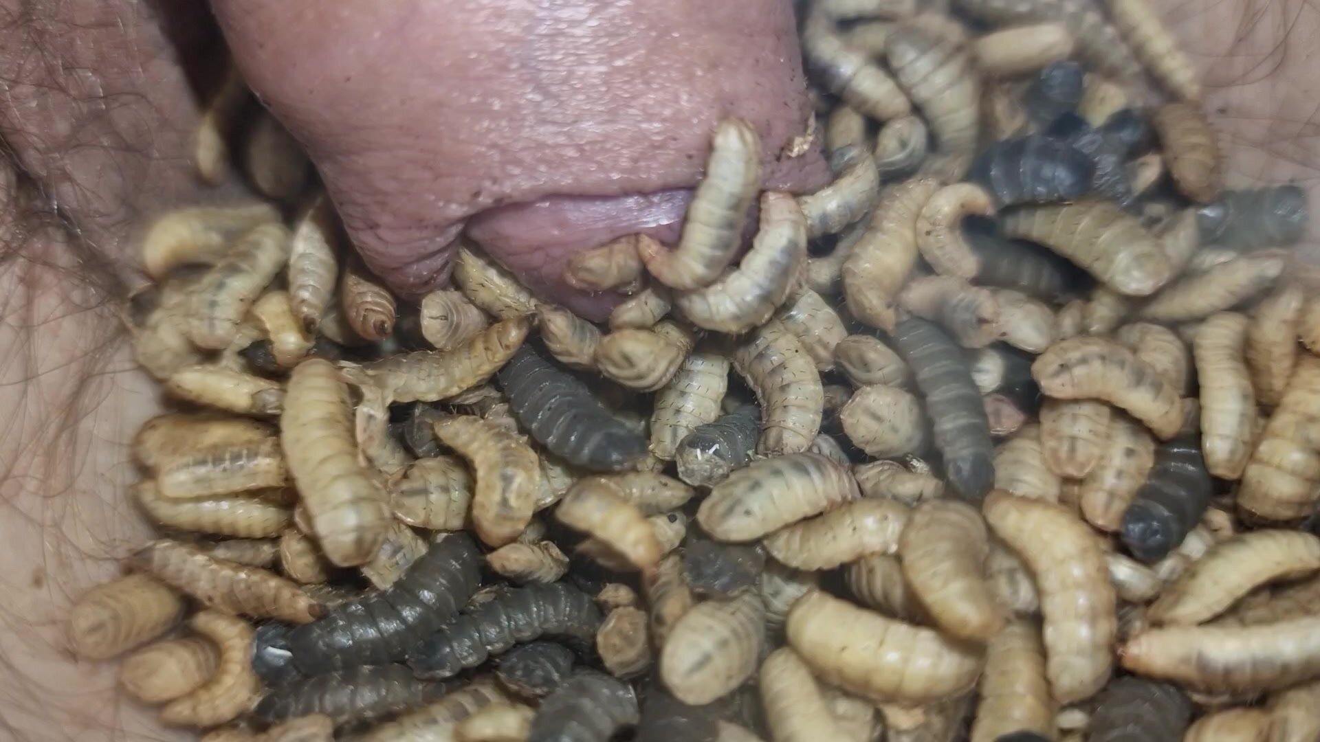 Bsf Maggots Packing Pee Hole