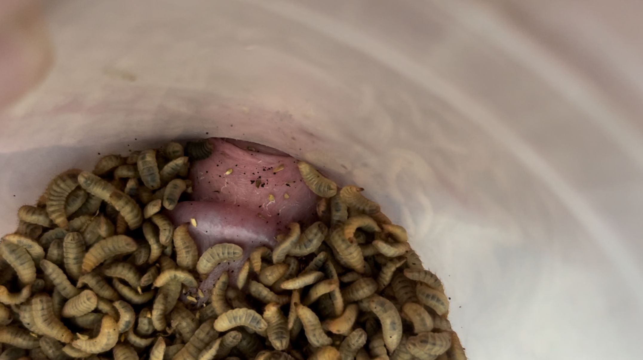 More Bsf Maggots On Cock Head