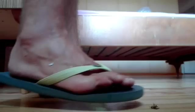 Wasp Stomp Video 2