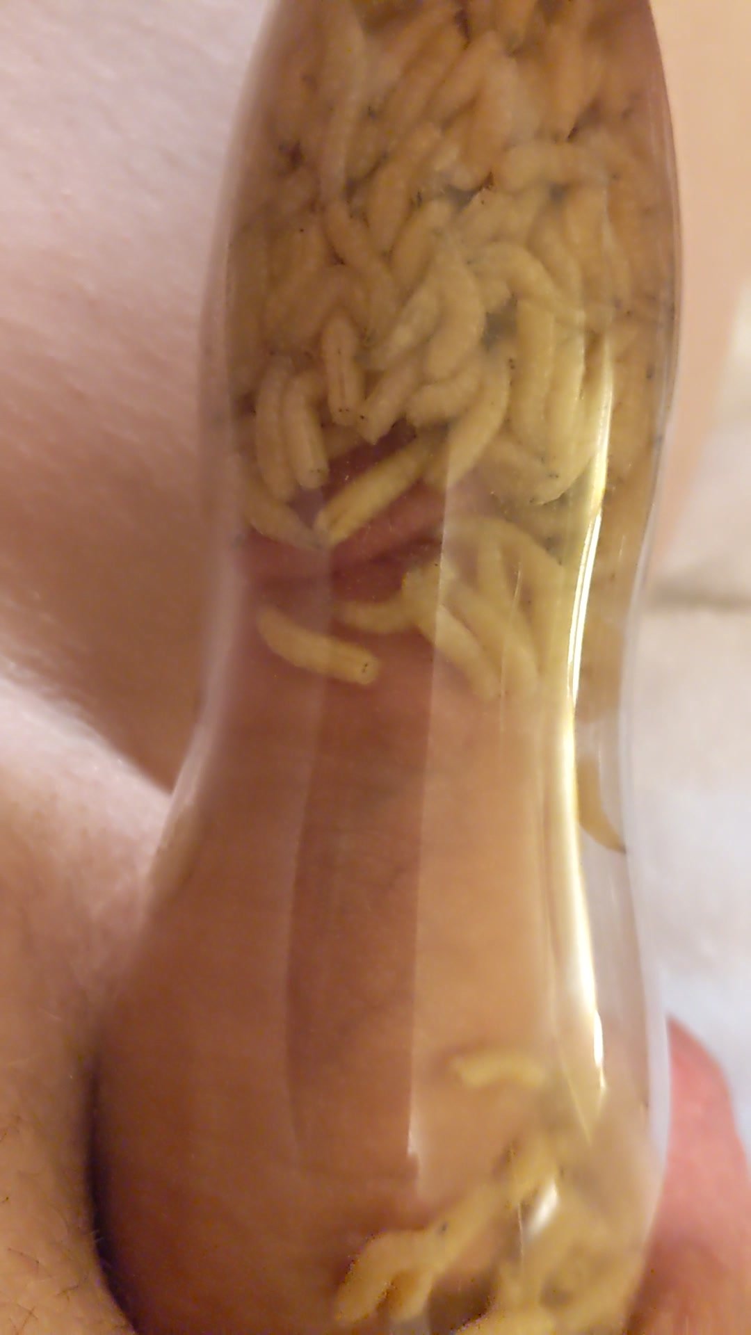 Maggots Cover Cock Part 1